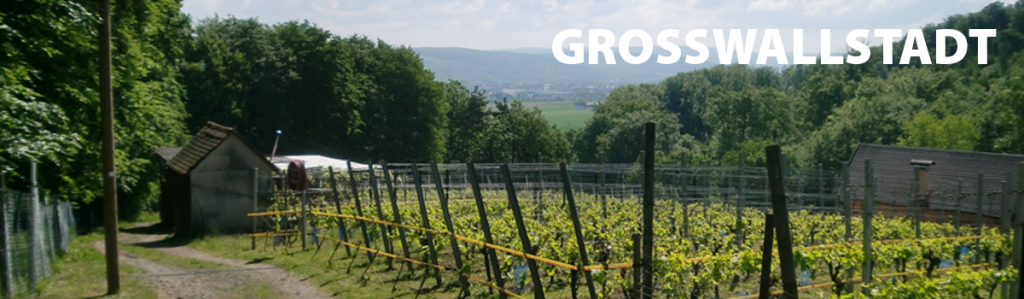 Großwallstadt – HÄCKE IN CHURFRANKEN